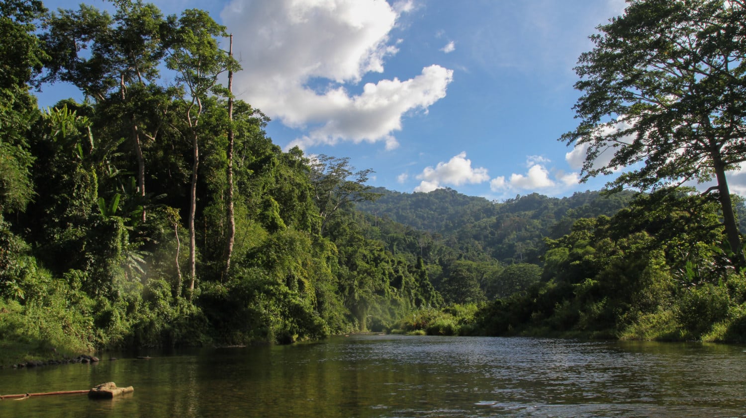 Forest Foundation Philippines | Landscapes | Conserving Forests