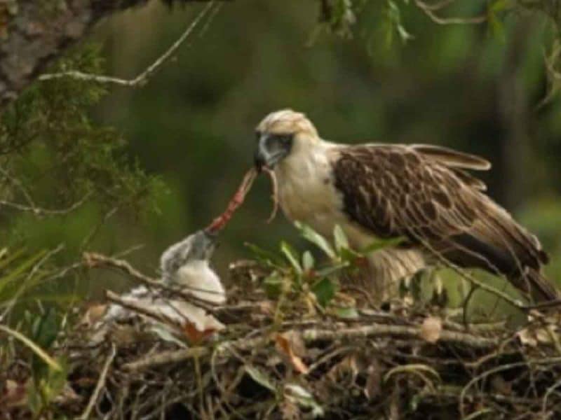 Conserving the Habitat of Philippine Eagles - Forest Foundation Philippines