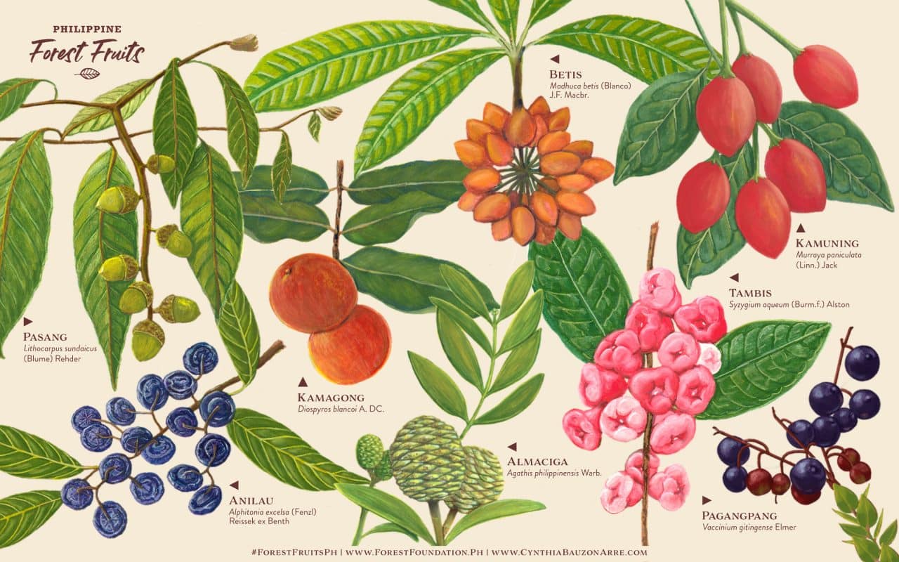 #ForestFruitsPH Desktop Wallpaper - Forest Foundation Philippines