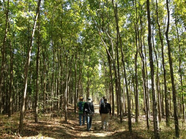 Want to start a sustainable tree farm? Here's how.