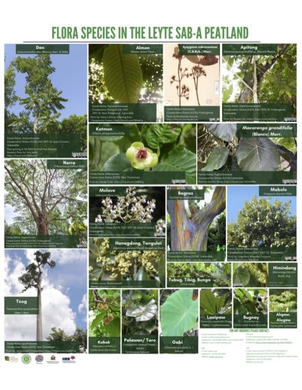 Flora Species in the Leyte Sab-a Peatland - Forest Foundation Philippines