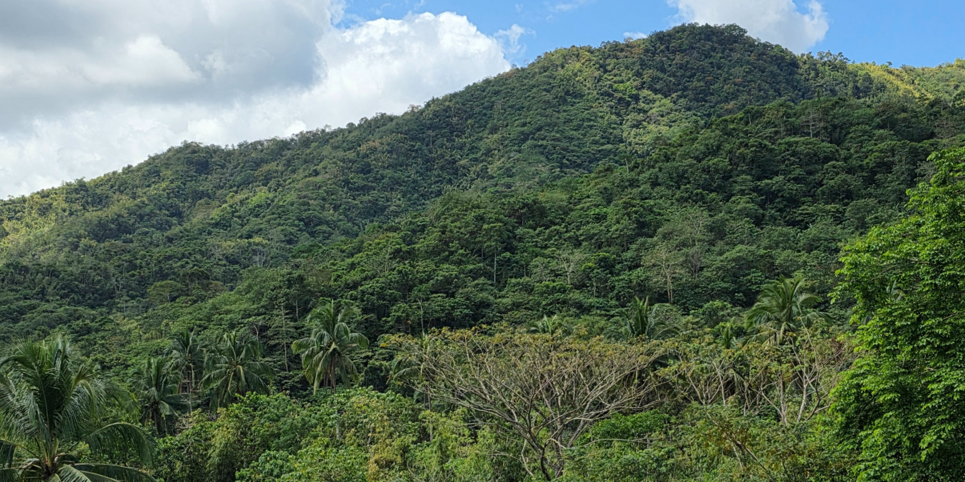Growing Together: Businesses and Communities for the Forests - Forest ...